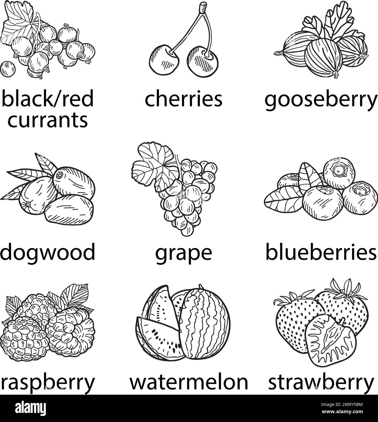 Collection of berries on a white background. Vector hand-drawn ...