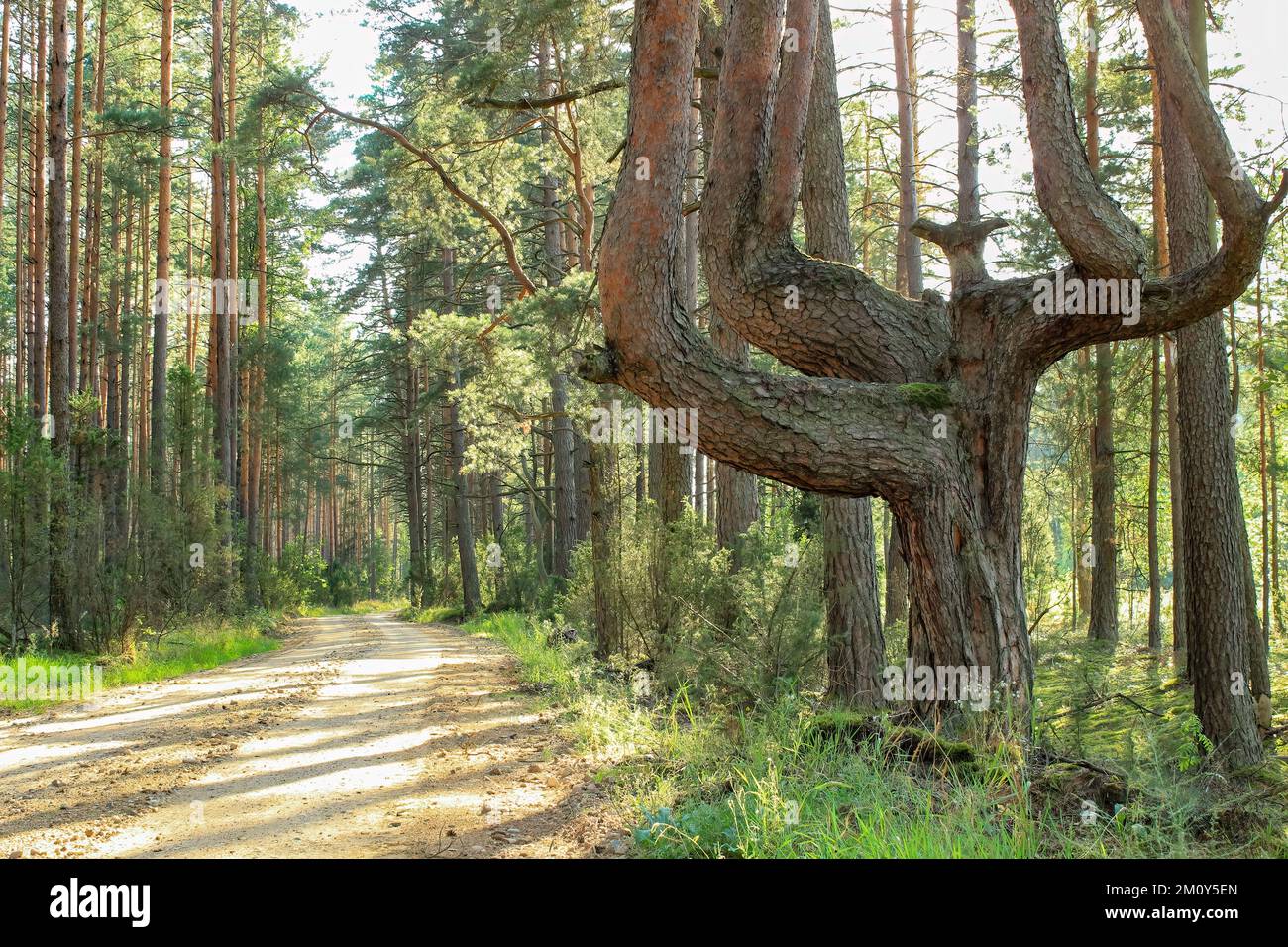 Old crooked trees hi-res stock photography and images - Alamy