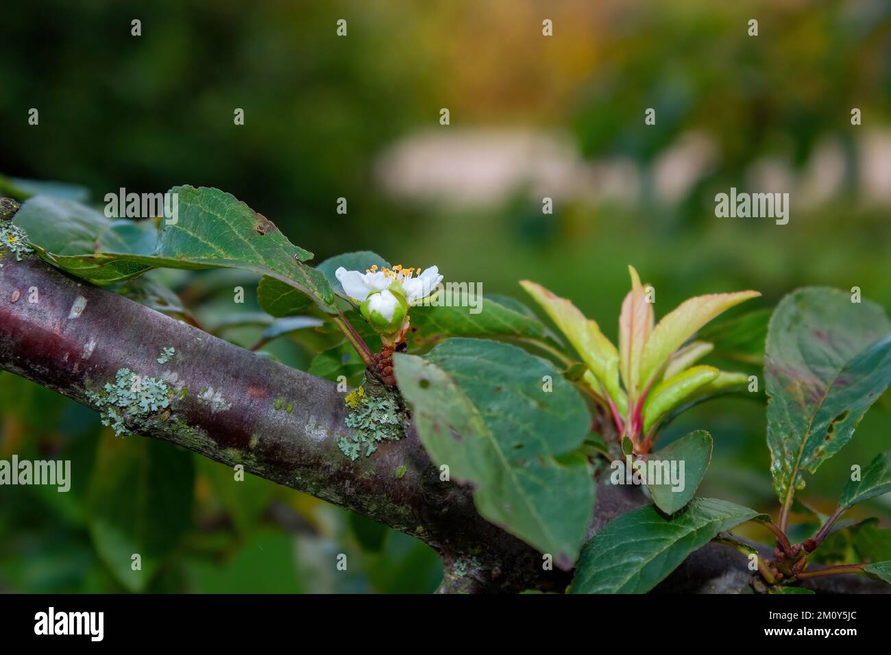 At the beginning of october hi-res stock photography and images - Alamy