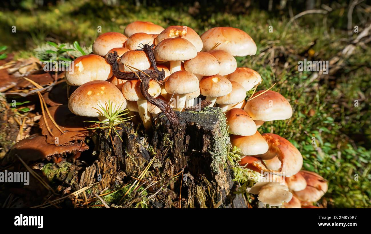 Mushrooms, forest and silence. Forest stump invaders Stock Photo - Alamy
