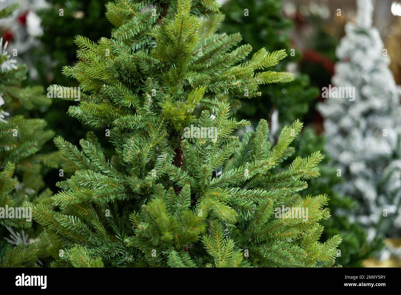 Christmas tree in store Stock Photo - Alamy