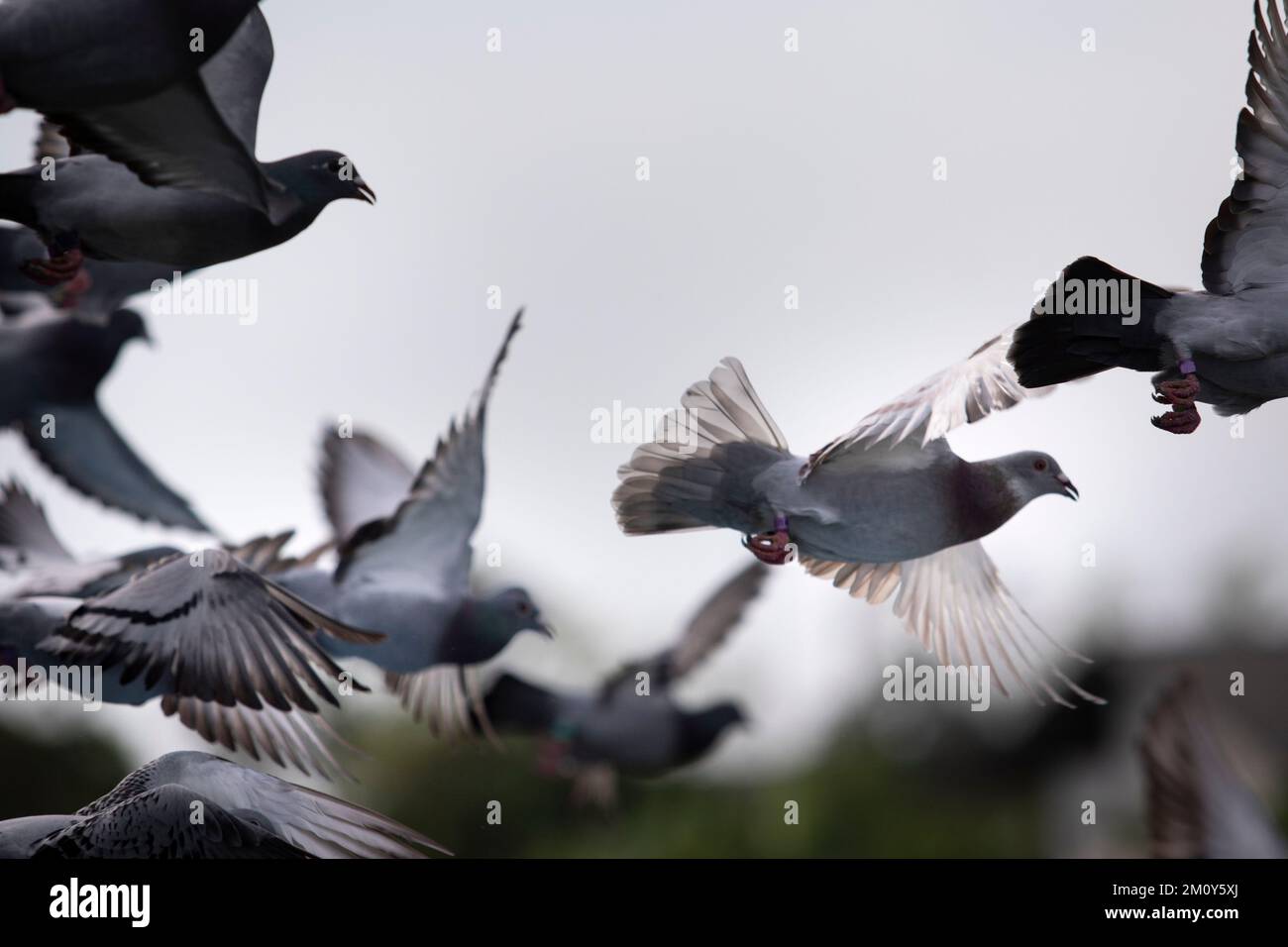 motion moving of homing pigeon taking off from ground to flying Stock ...