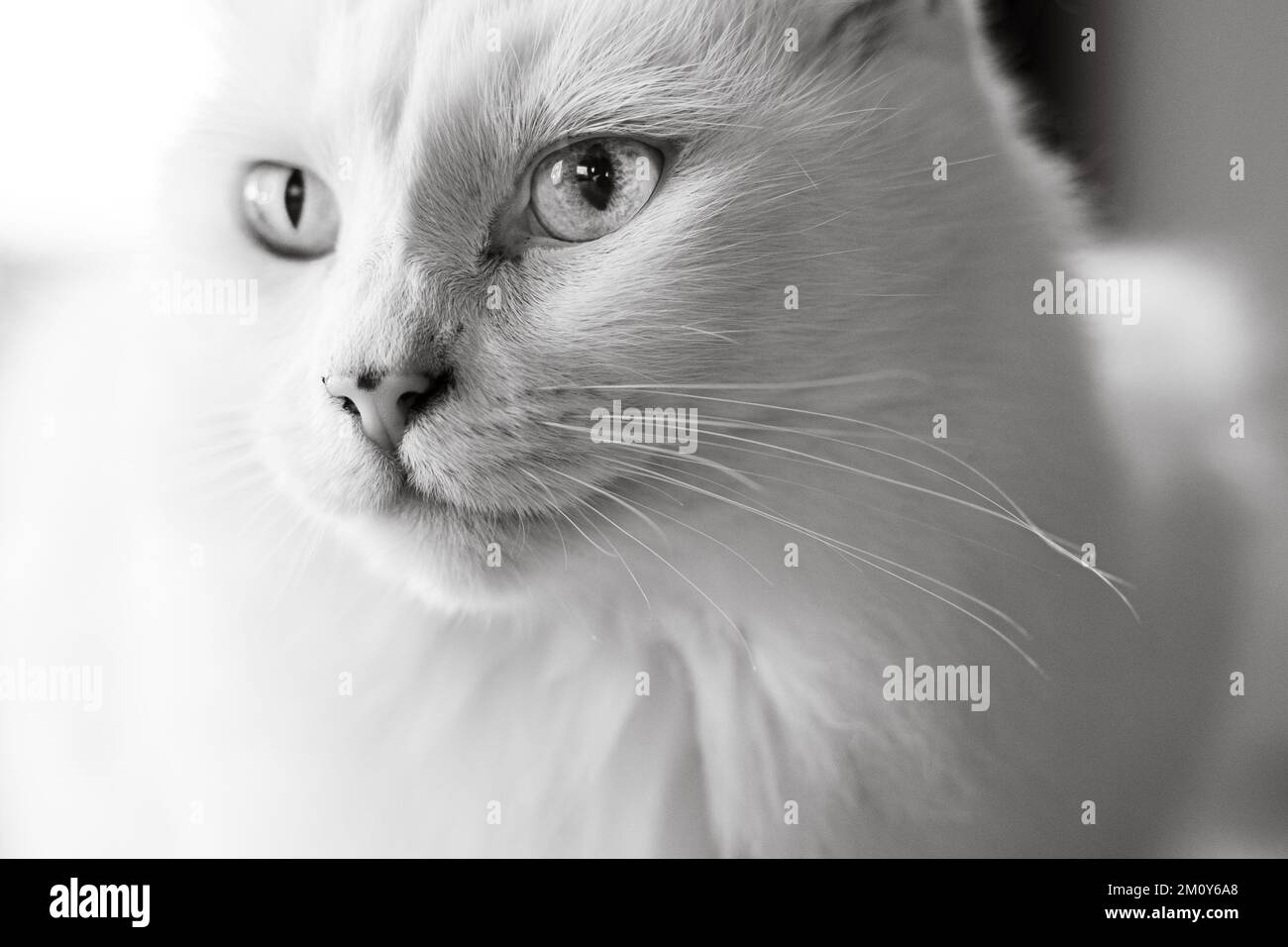 White cat, close up, cute animals, black and white Stock Photo - Alamy