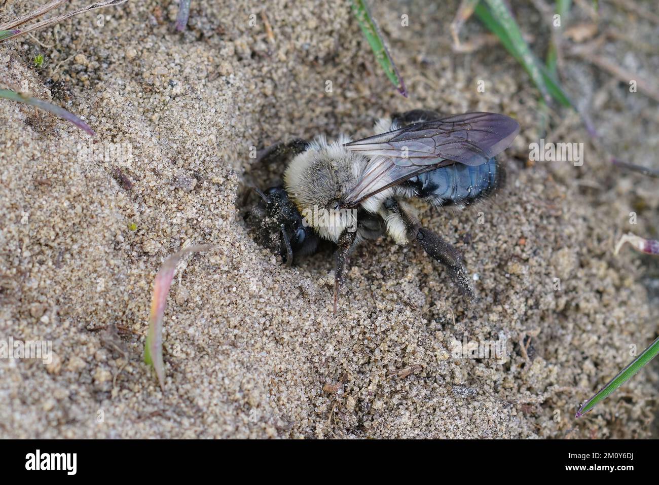 Bee entering nest hi-res stock photography and images - Alamy