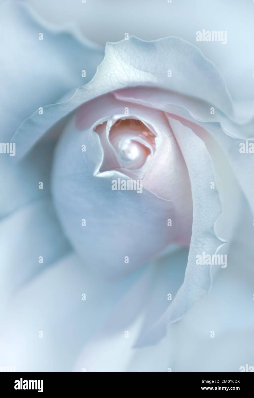 A white and pink pastel toned macro of a rose, full frame, vertical ...