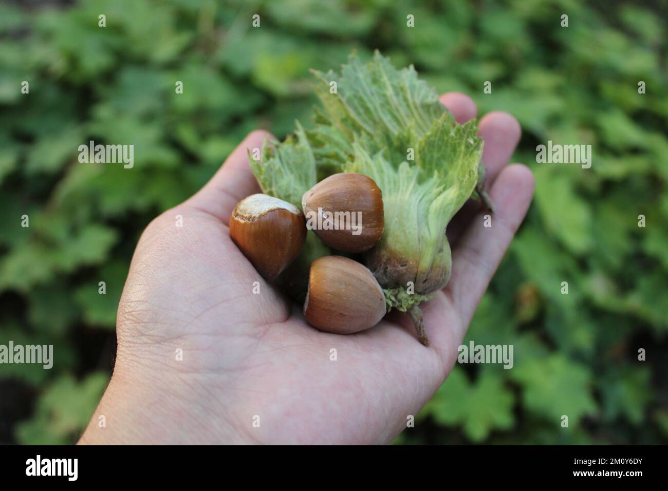 Fresh Giresun hazelnuts in man's hand. green and fresh hazelnuts ...
