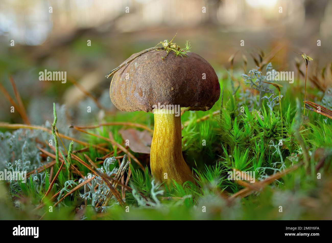 Nutritious edible fungi hi-res stock photography and images - Alamy