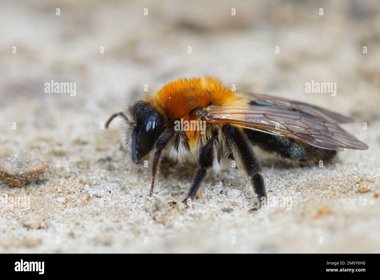 Natural closeup of a female, Grey-patched Mining Bee, Andrena nitida on ...