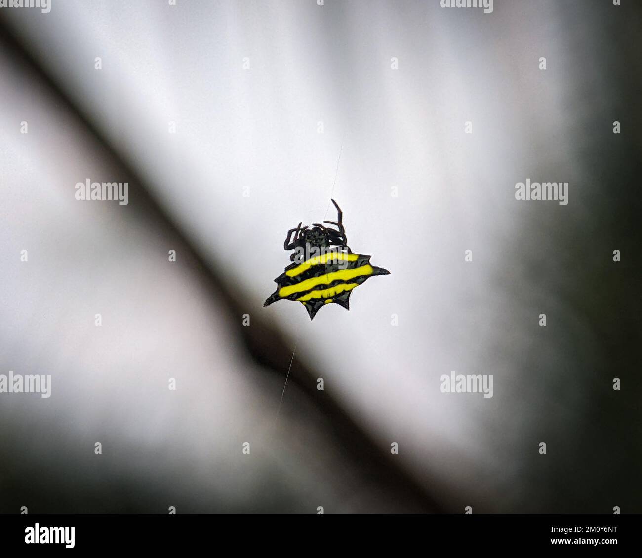 A closeup shot of a northern jeweled spider, Gasteracantha fornicata ...