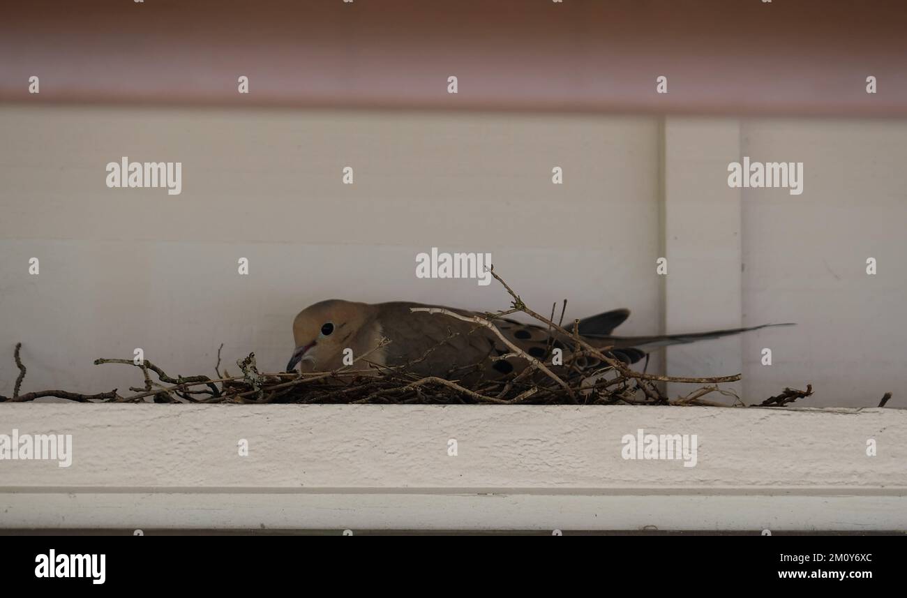 Morning dove sits on eggs in her shallow nest above the window shelf ...