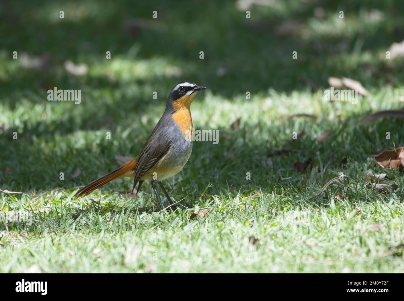 White-browed robin-chat (Cossypha heuglini), also known as Heuglin's ...
