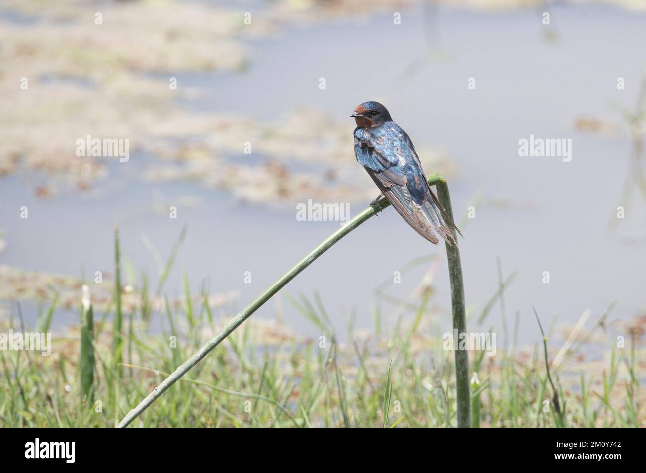 African swallow migration hi-res stock photography and images - Alamy