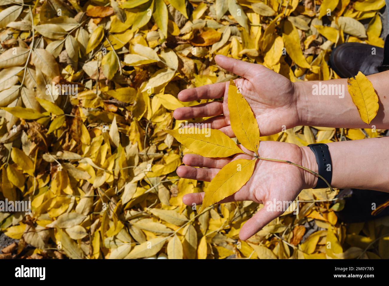 Female hand in autumn park enjoying autumn and holding a leaf Stock ...