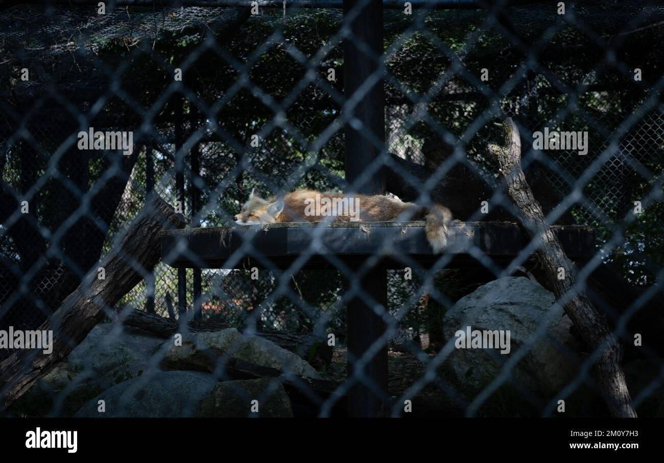 Fox fur cage hi-res stock photography and images - Alamy