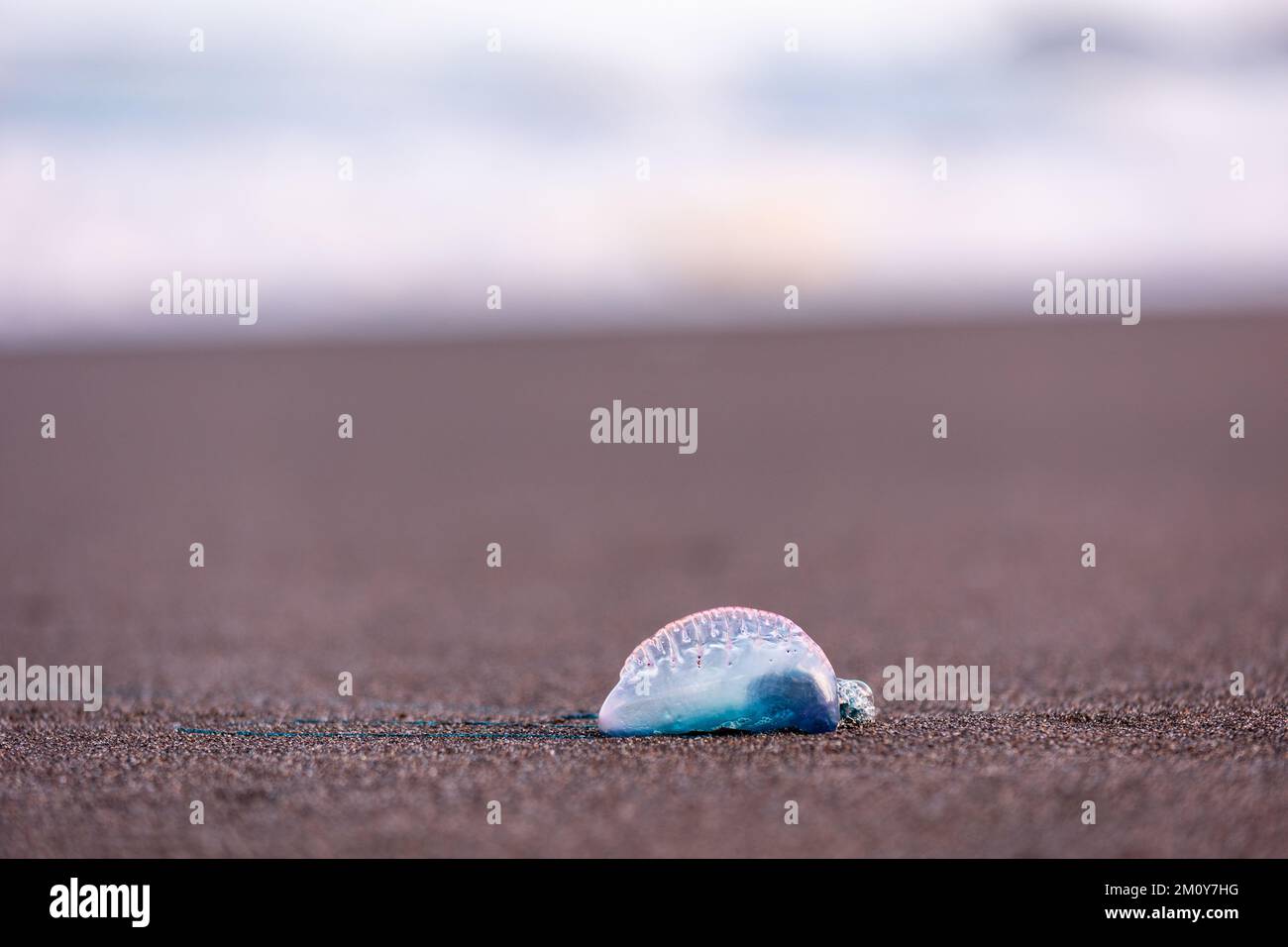 Portuguese man-o-war, dangerous jellyfish, strange animals, Azores ...