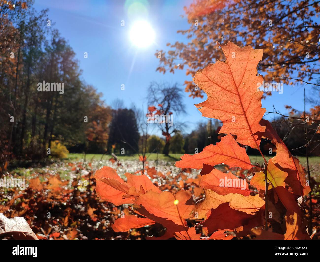Beautiful oak leaf of small young sprout growing in forest in clearing ...