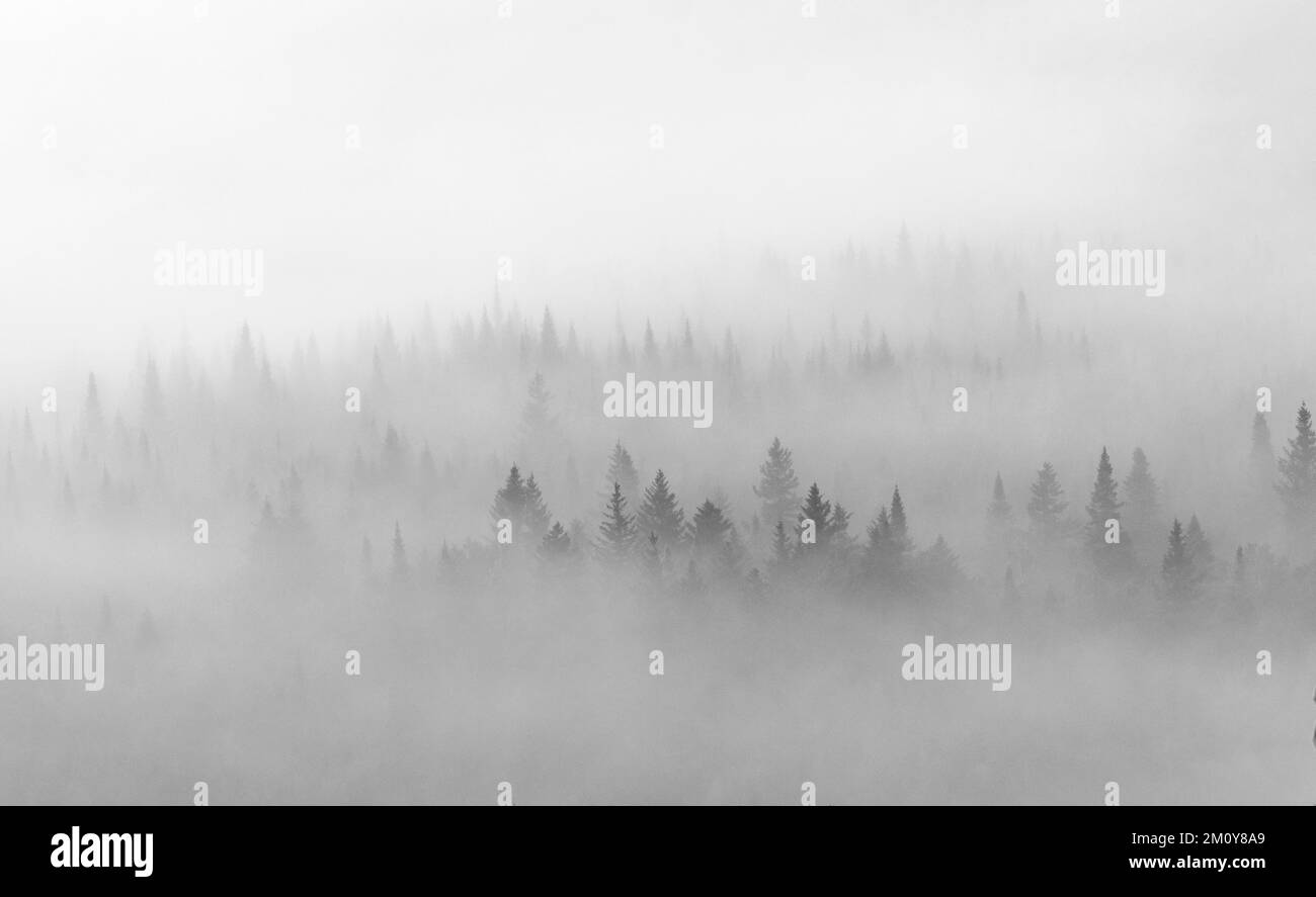 Pine forest trees in mist and fog deep in the Maine woods Stock Photo ...