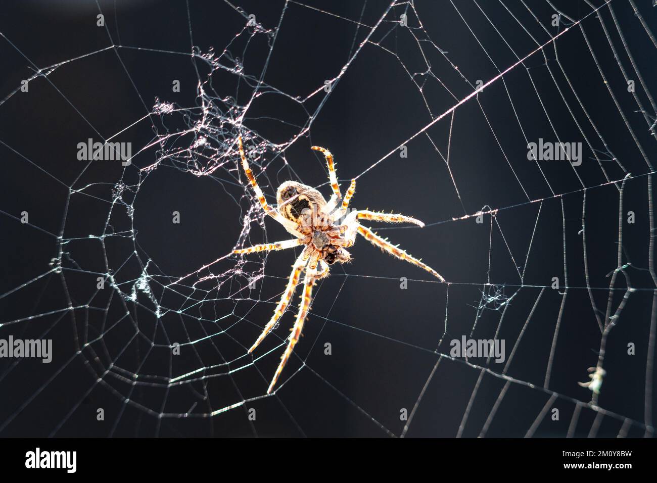 A closeup of a diadem spider on a web (Araneus diadematus Stock Photo ...