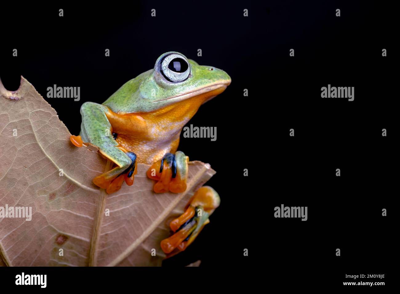 Black webbed tree frog among dry leaves Stock Photo - Alamy