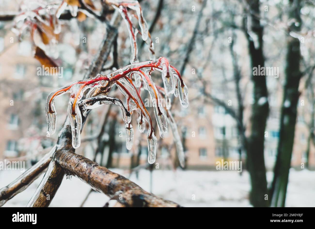 Branches of bush covered with ice after rain in frost in winter close ...