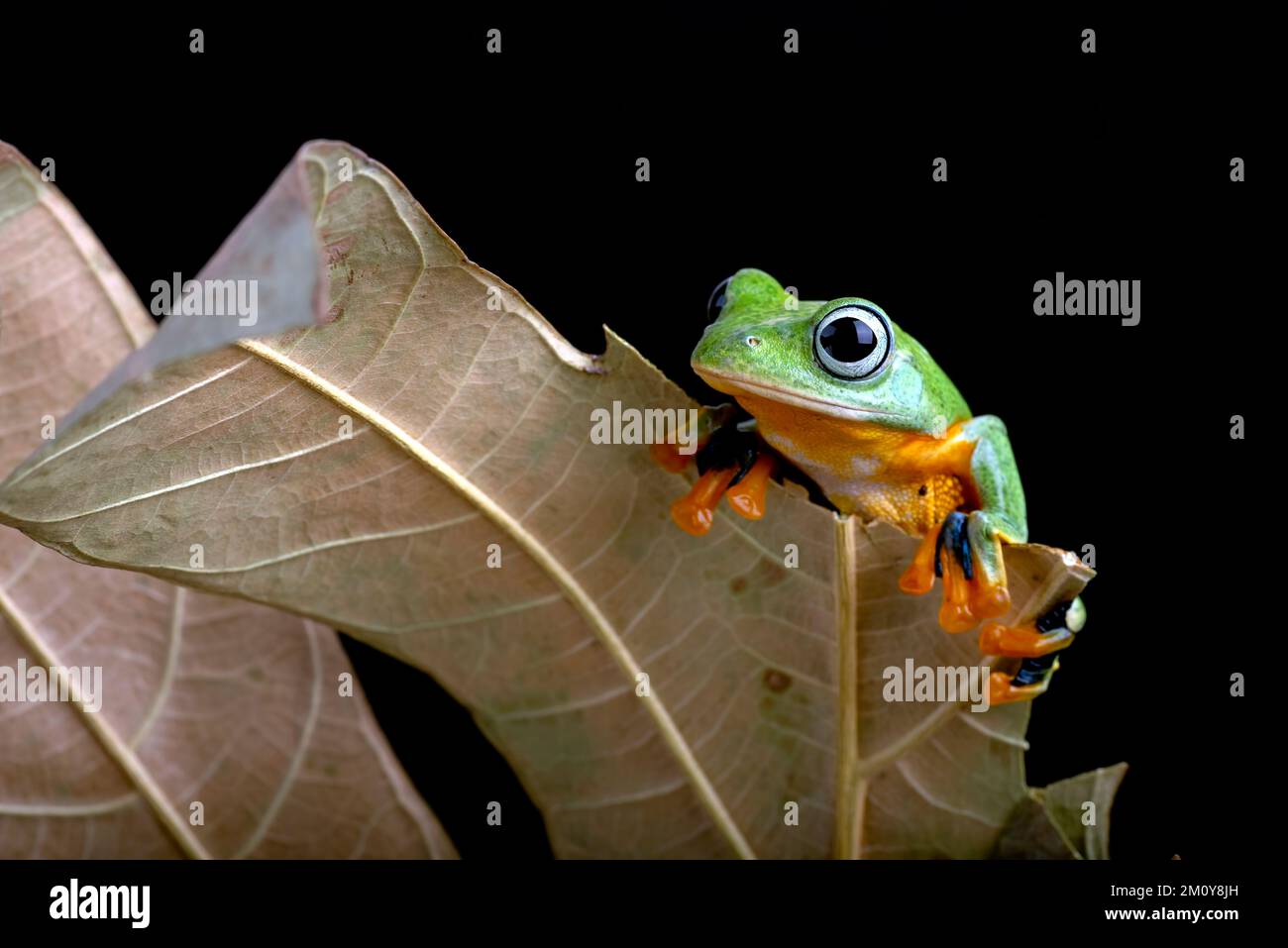 Black webbed tree frog among dry leaves Stock Photo - Alamy