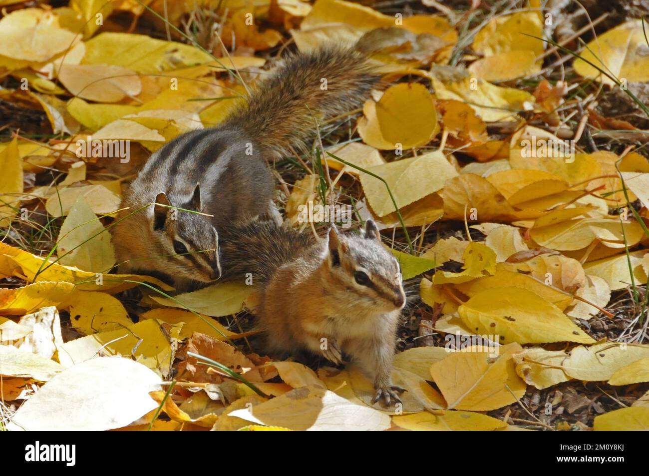 Chipmunks in fall hi-res stock photography and images - Alamy