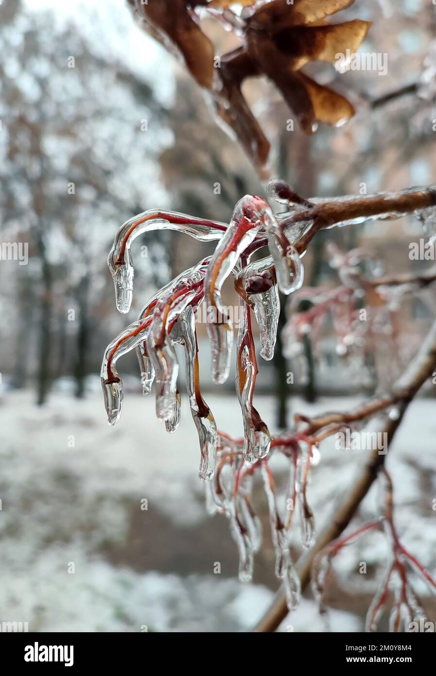 Branches of bush covered with ice after rain in frost in winter close ...