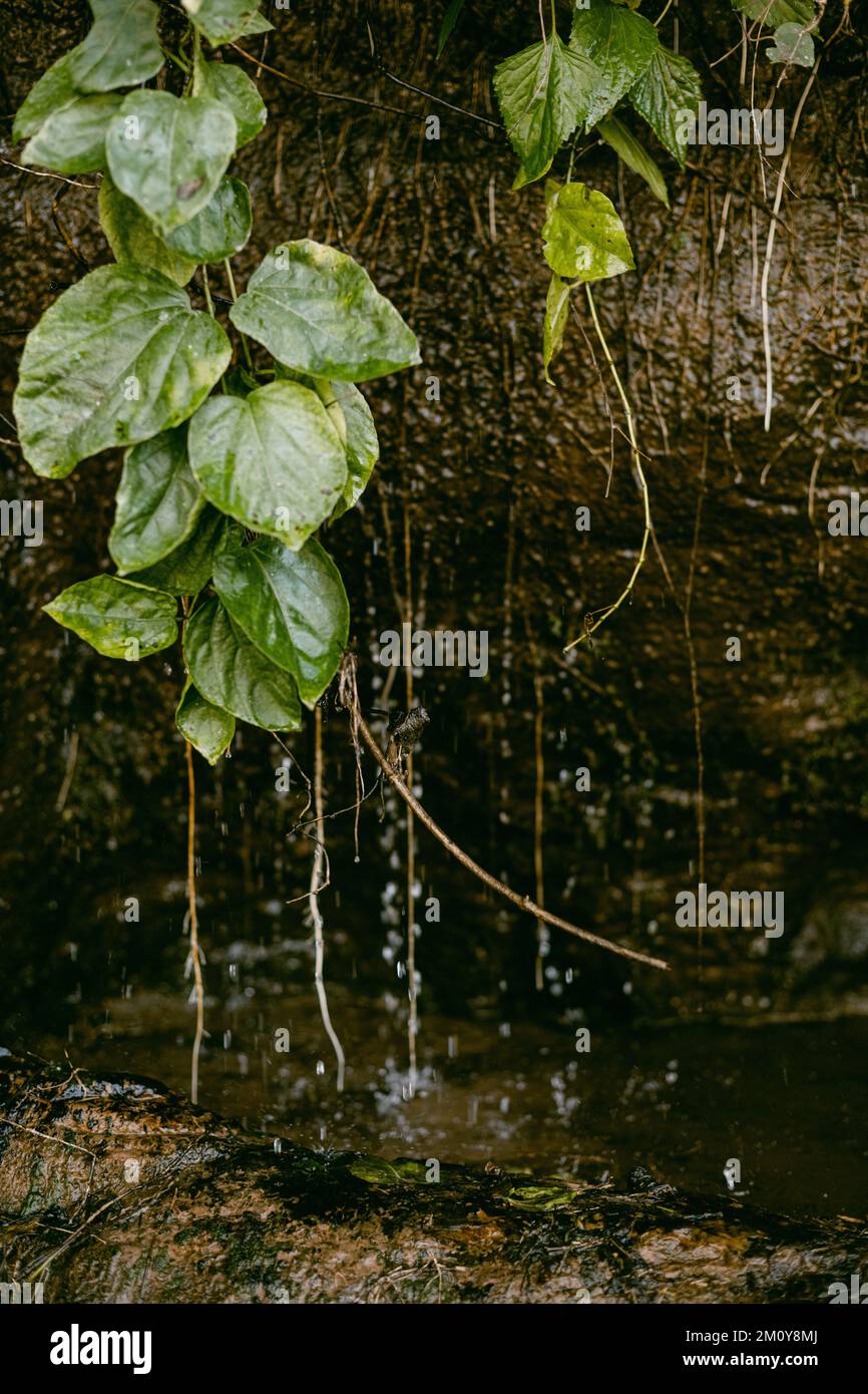 Water dripping in nature, sinaloa Mexico Stock Photo - Alamy