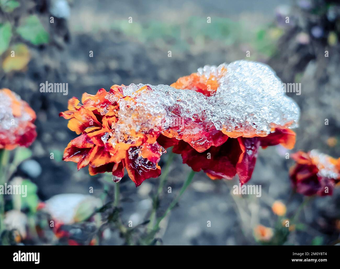 Blooming brown flowers with petals covered with snow ice on winter day ...