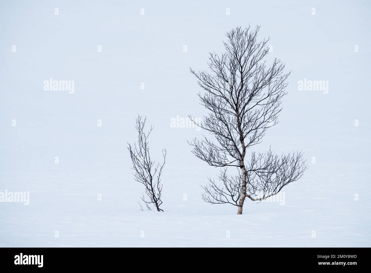Winter mountain birch trees in snowy landscape, Senja, Norway Stock ...