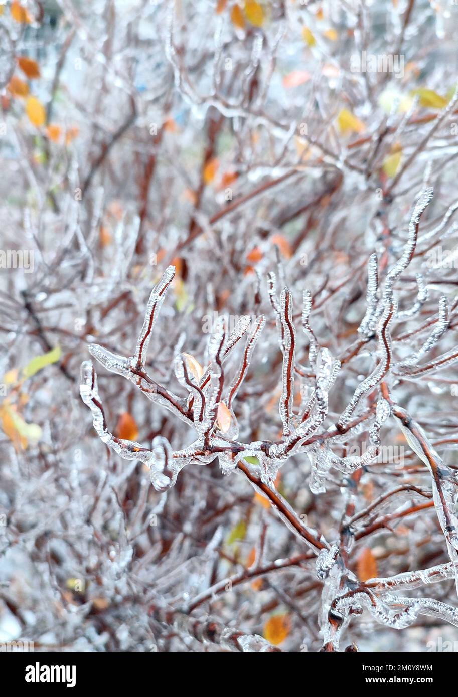 Branches of bush covered with ice after rain in frost in winter close-up. Frozen plants. After ...