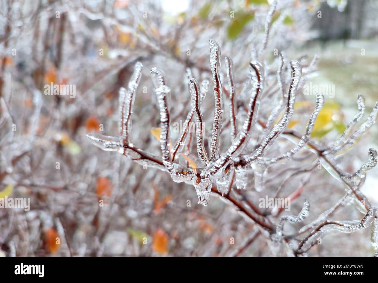 Branches of bush covered with ice after rain in frost in winter close-up. Frozen plants. After ...