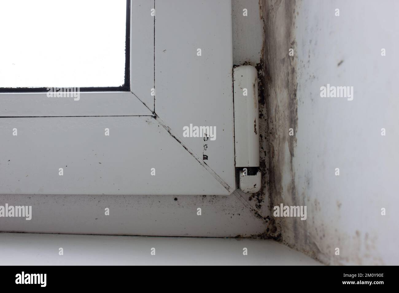 A damp window and a corner with a fungus that has grown into the wall ...