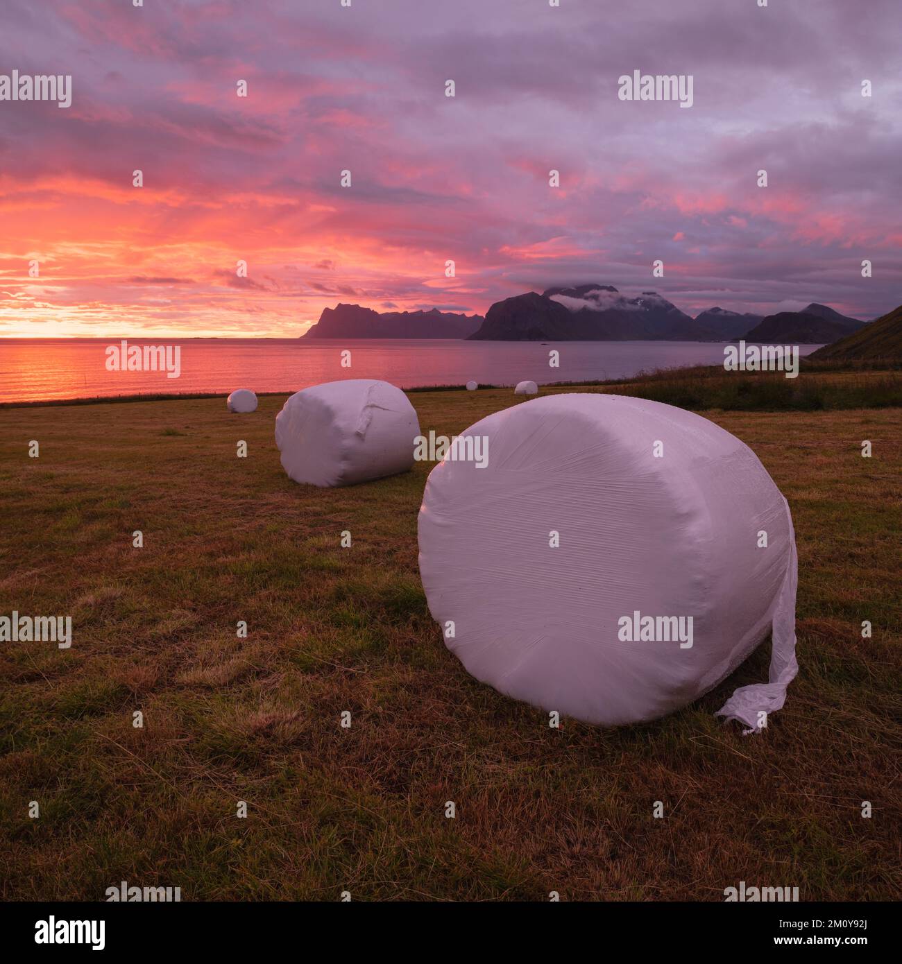Wrapped hay bales in coastal field, Lofoten Islands, Norway Stock Photo ...