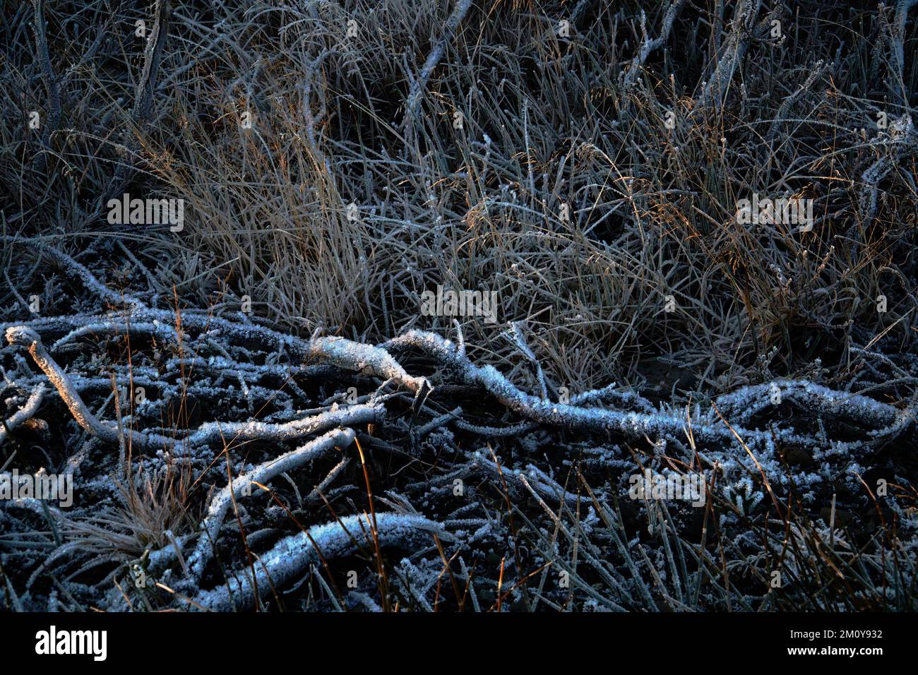 Brekkuskógur, Brúará, forest scenes in December showin frost and icy ...