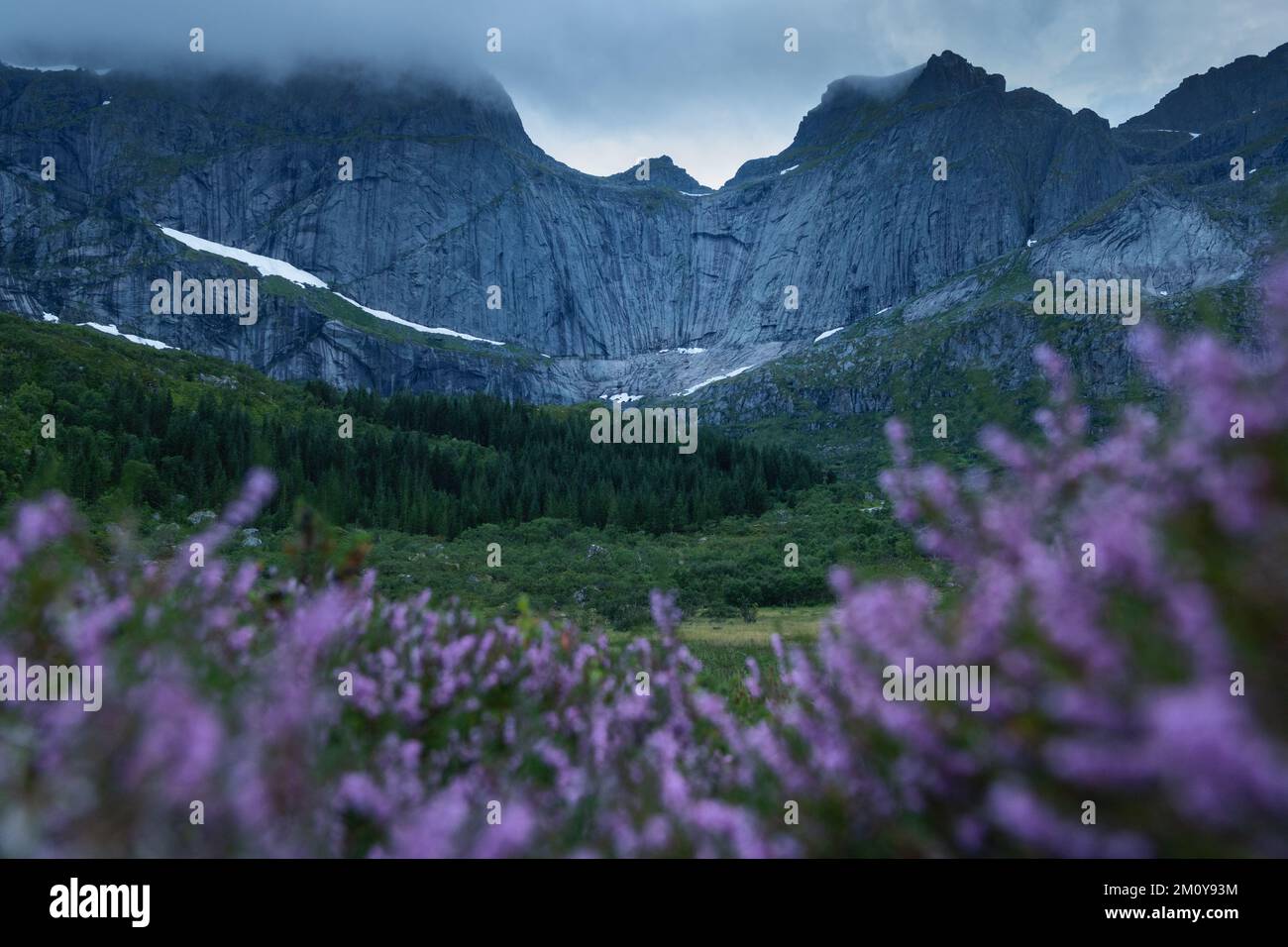 Purple heather flowers in mountain landscape, Lofoten Islands, Norway ...