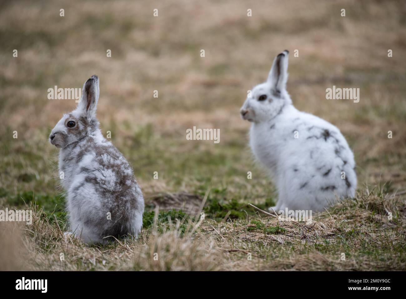 Two Mountain Hares (Lepus timidus), Lofoten Islands, Norway Stock Photo ...
