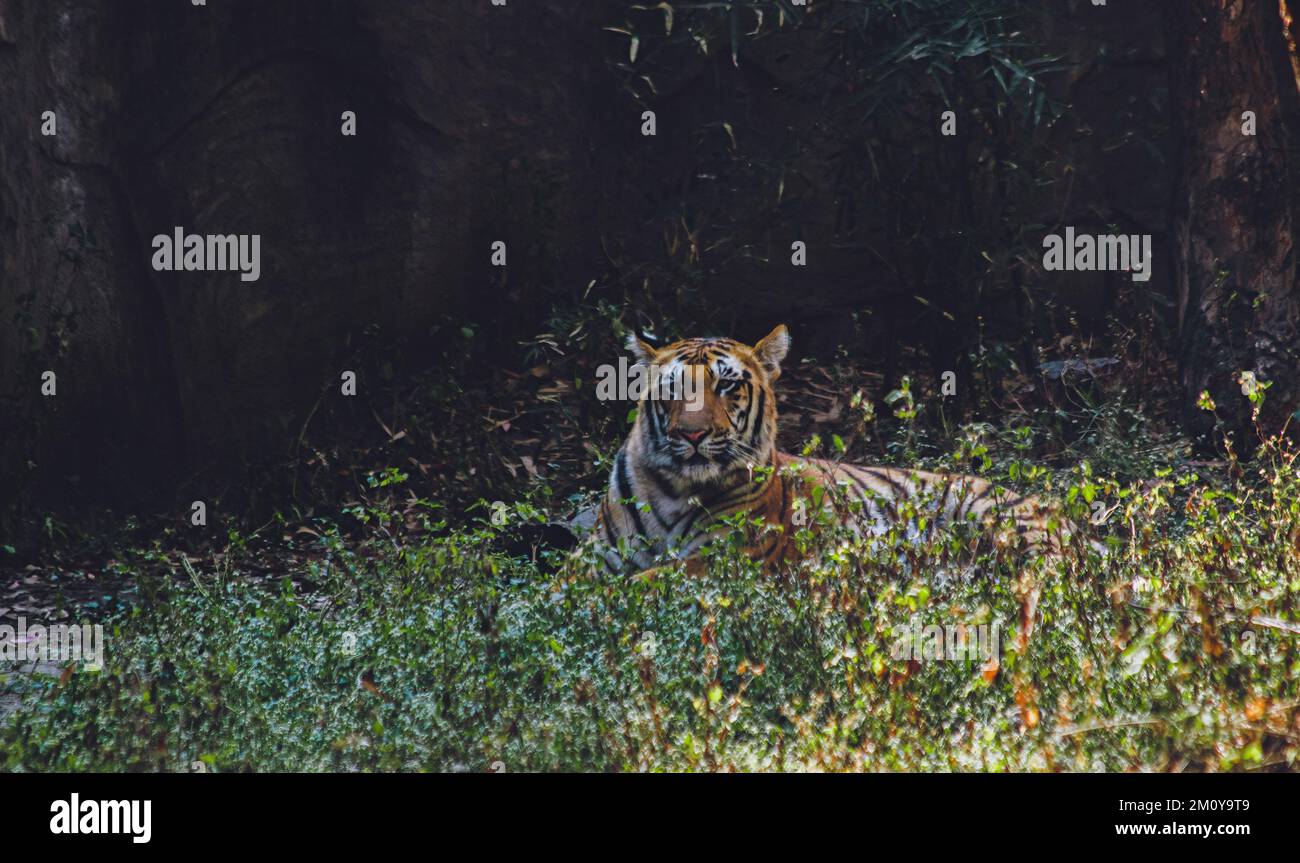 Tiger in greenery hi-res stock photography and images - Alamy