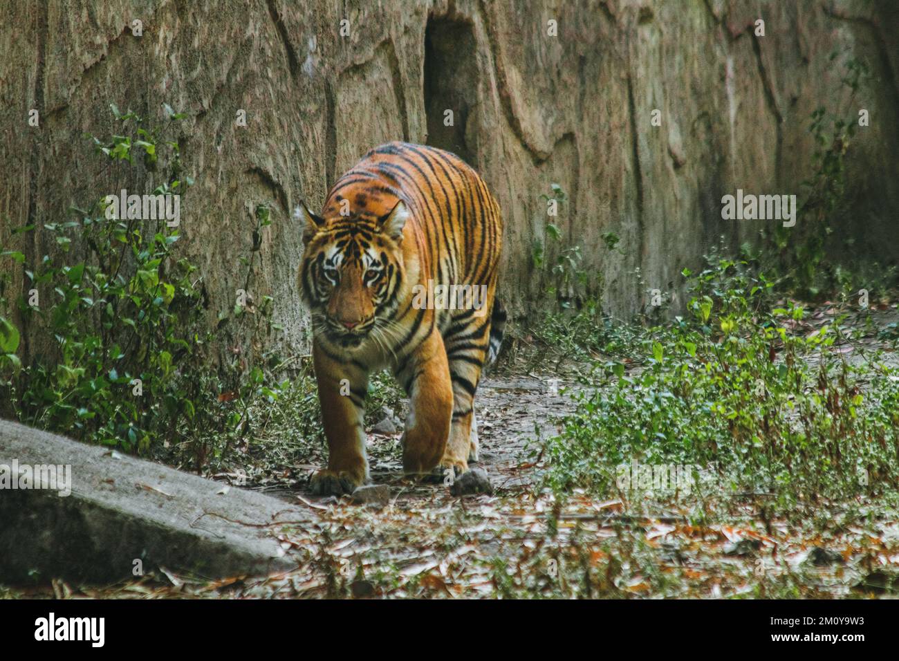 A beautiful shot of Royal Bengal tiger captured walking in the jungle ...
