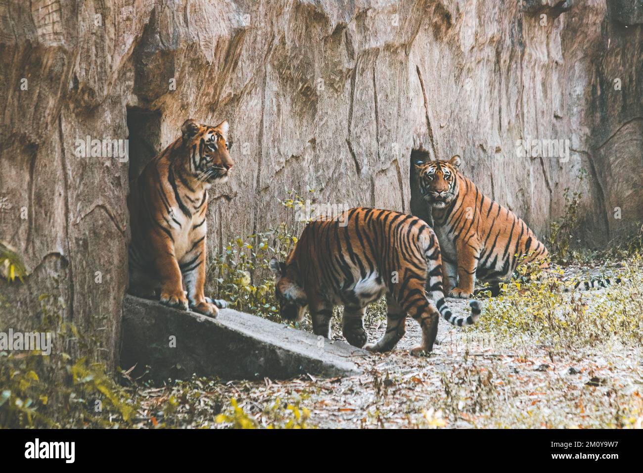 A beautiful shot of Royal Bengal tigers captured in the jungle Stock ...