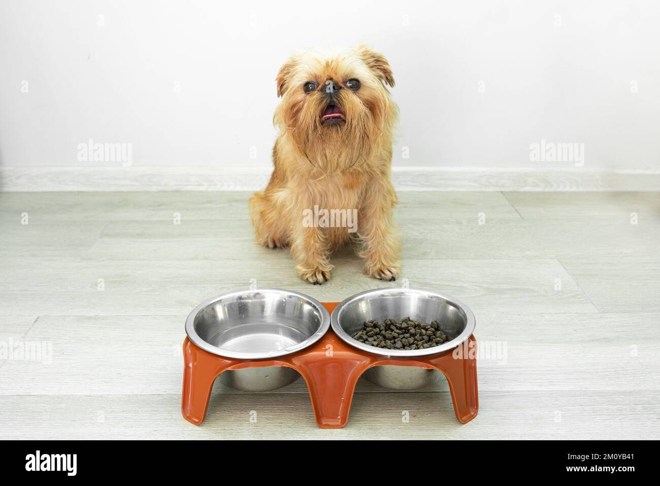 Jack russell dog sits home hi-res stock photography and images - Alamy