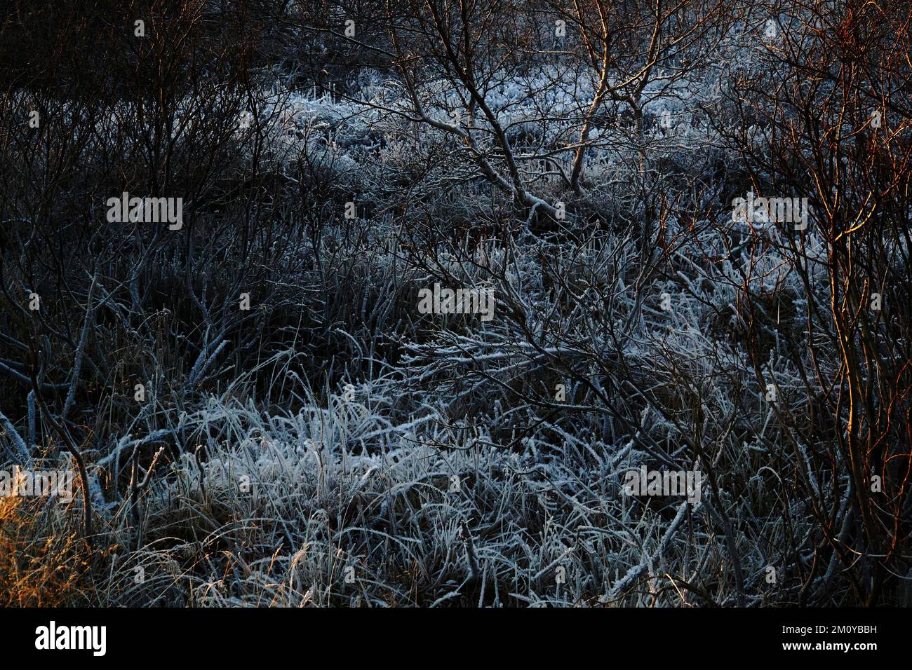 Brekkuskógur, Brúará, forest scenes in December showin frost and icy ...