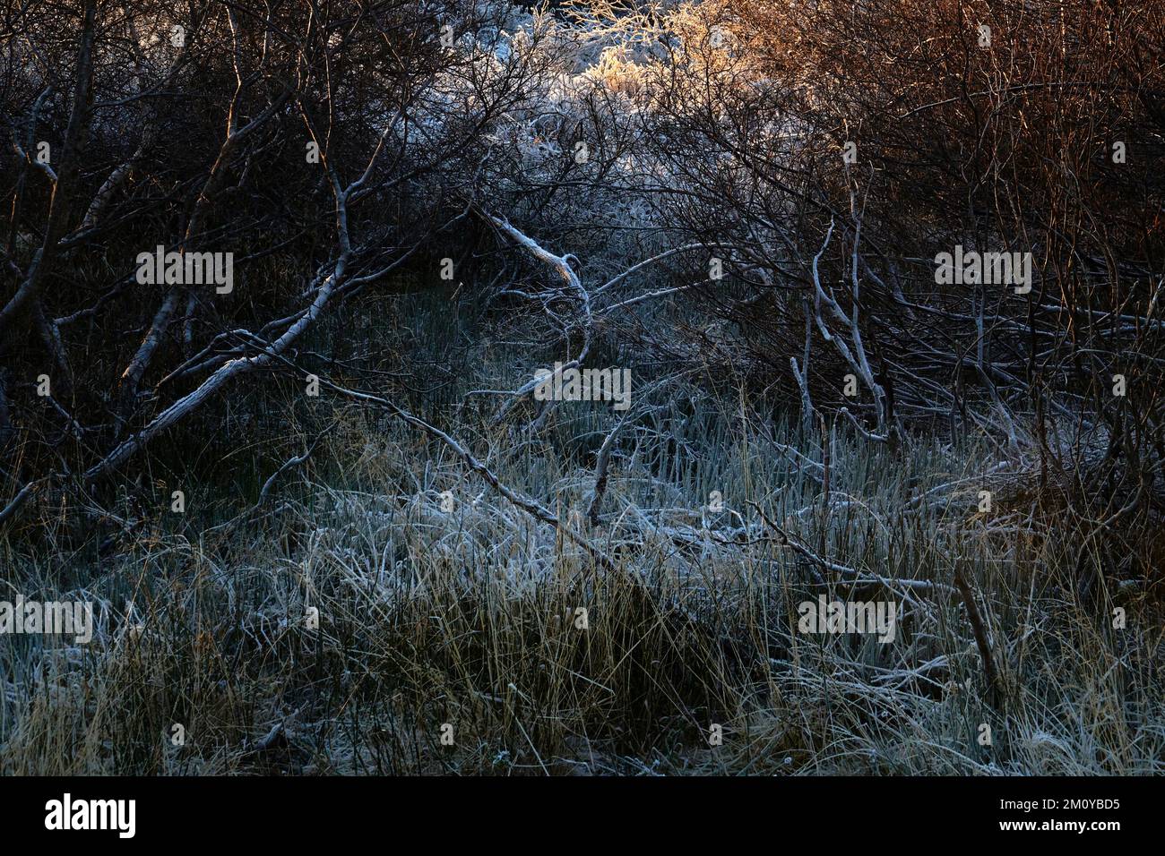 Brekkuskógur, Brúará, forest scenes in December showin frost and icy ...