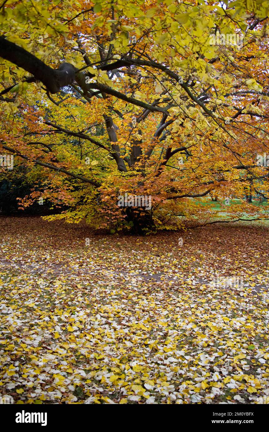 A beautiful view of an autumn tree with leaves on the ground in a ...