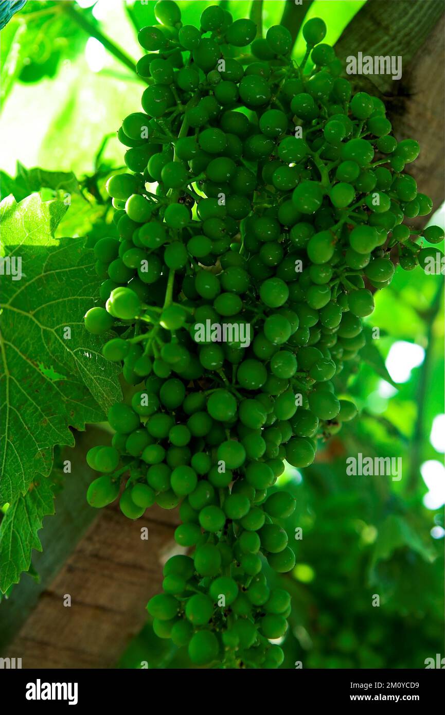 Foto de racimo de uva hi-res stock photography and images - Alamy