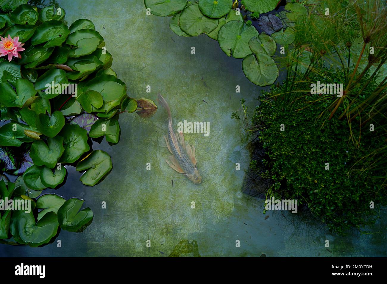 Alamy wallpapers hi-res stock photography and images - Alamy
