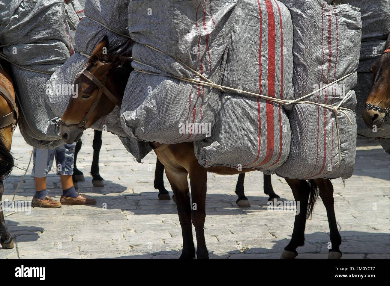 Hydra, Idra, Ύδρα, Grecja Greece, Griechenland; a donkey laden with ...
