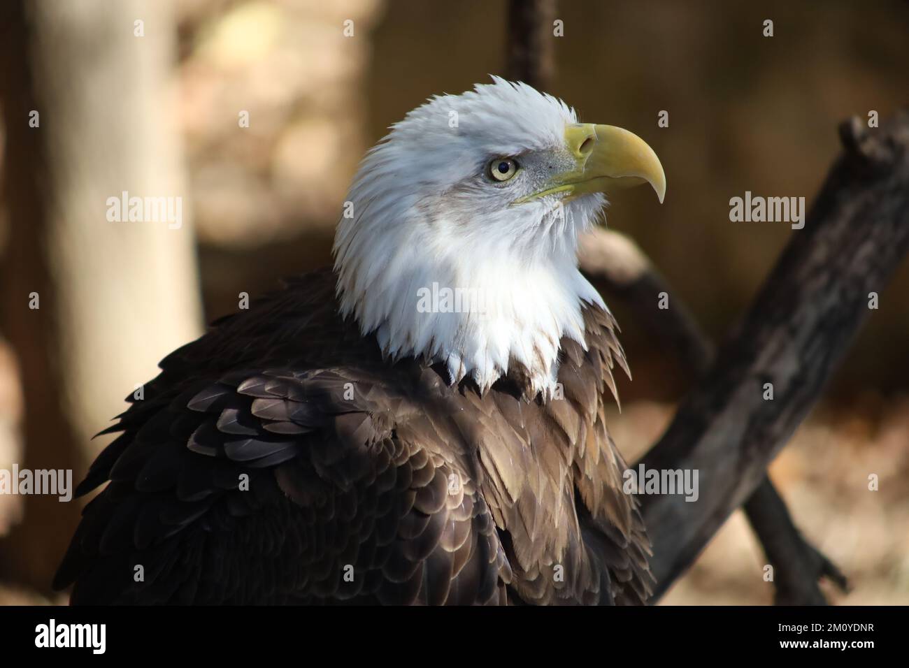 Bald eagle flying close up hi-res stock photography and images - Alamy