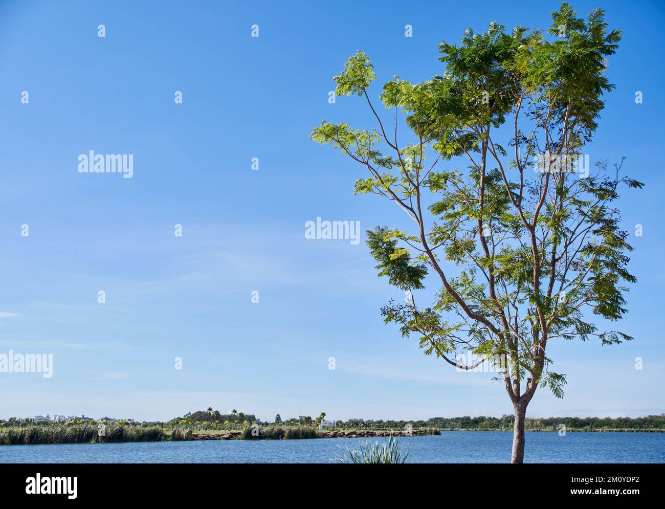 A tree in the breeze in the summertime Stock Photo - Alamy