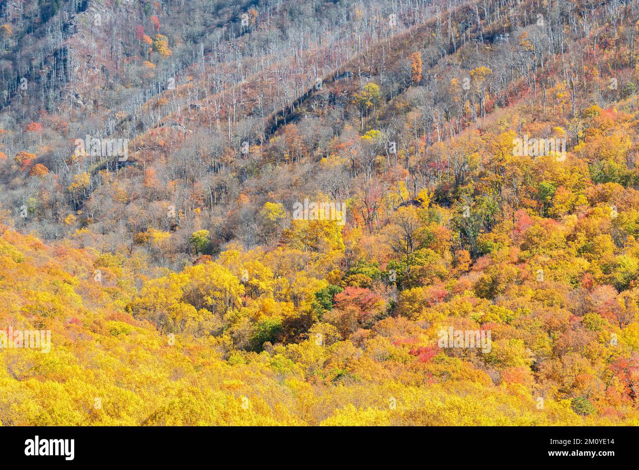 Autumn colors in Great Smoky Mountains NP, TN, USA, late October, by ...